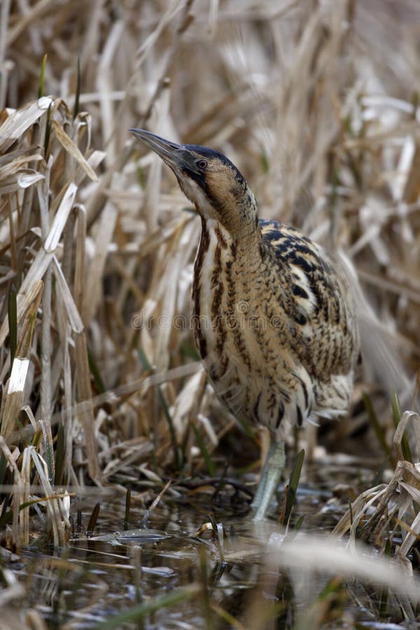 Bittern, Botaurus Stellaris Stock Image - Image of botaurus, marsh ...