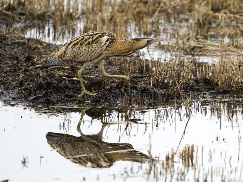 Bittern, Botaurus Stellaris Stock Image - Image of animal, british ...