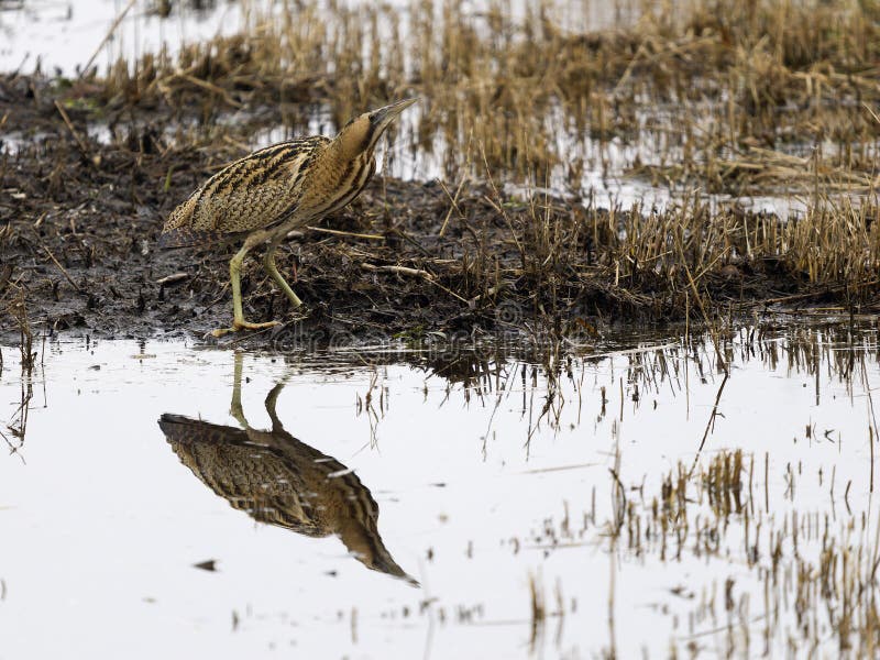 Bittern, Botaurus Stellaris Stock Image - Image of bittern, british ...