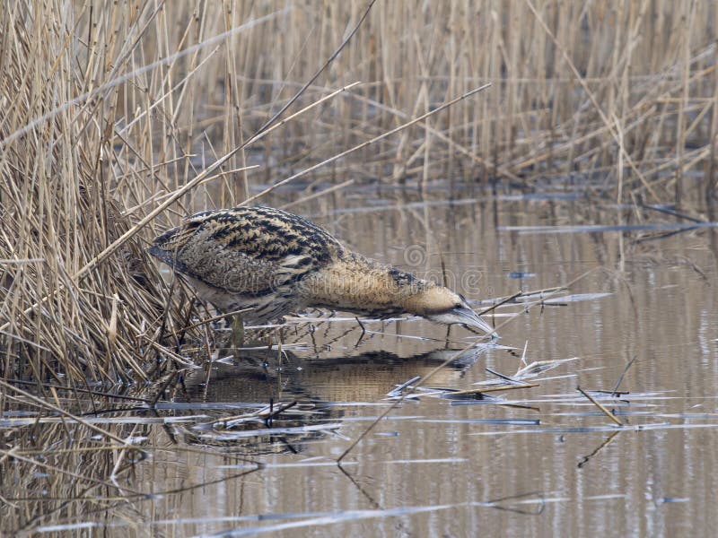 Bittern, Botaurus Stellaris Stock Photo - Image of bittern, botaurus ...