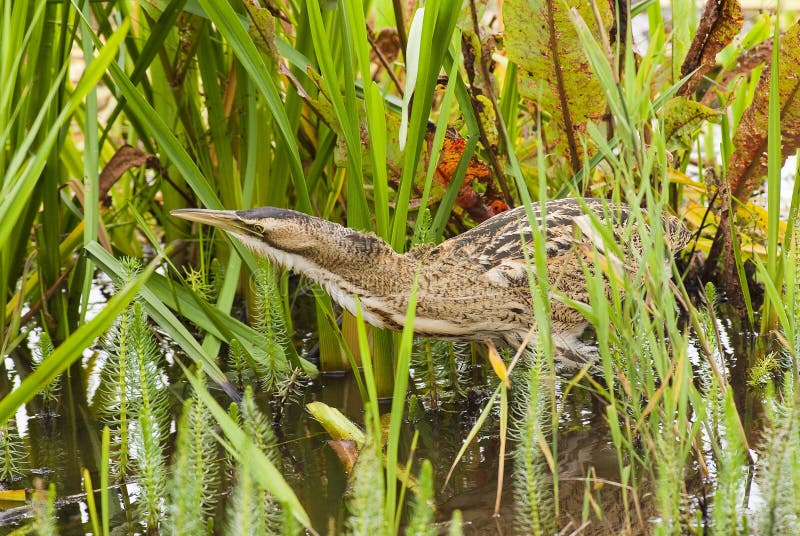 Bittern (Botaurus Stellaris) in the Undergrowth Stock Photo - Image of ...