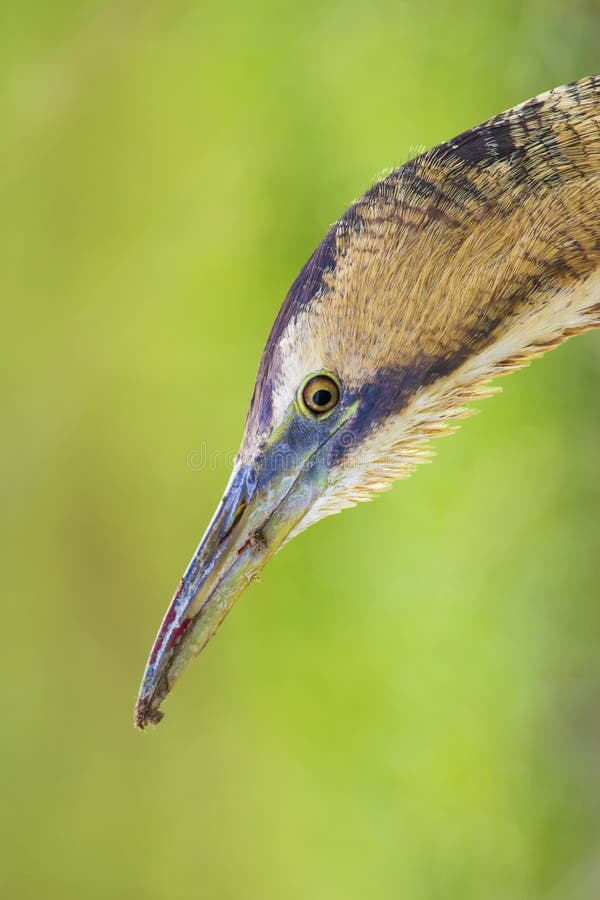 Bittern and Its Hunt. Green Nature Background. Bird: Eurasian Bittern ...