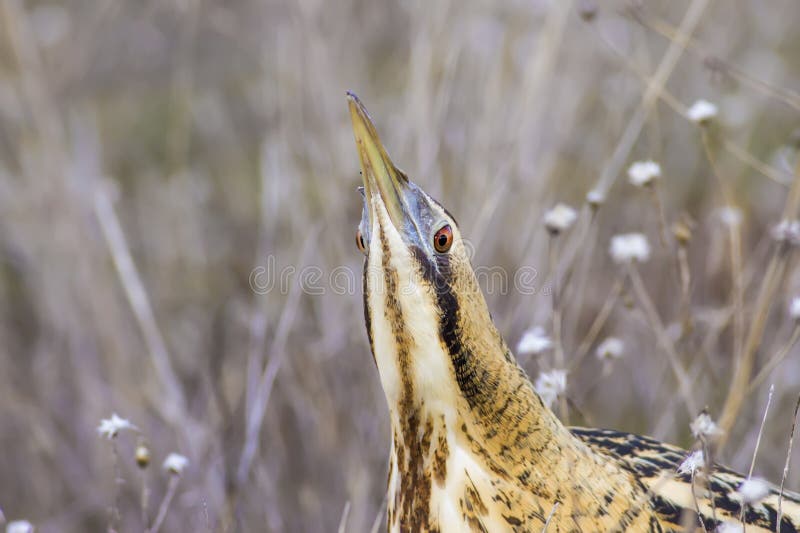 Bittern and Its Hunt. Green Nature Background. Bird: Eurasian Bittern ...