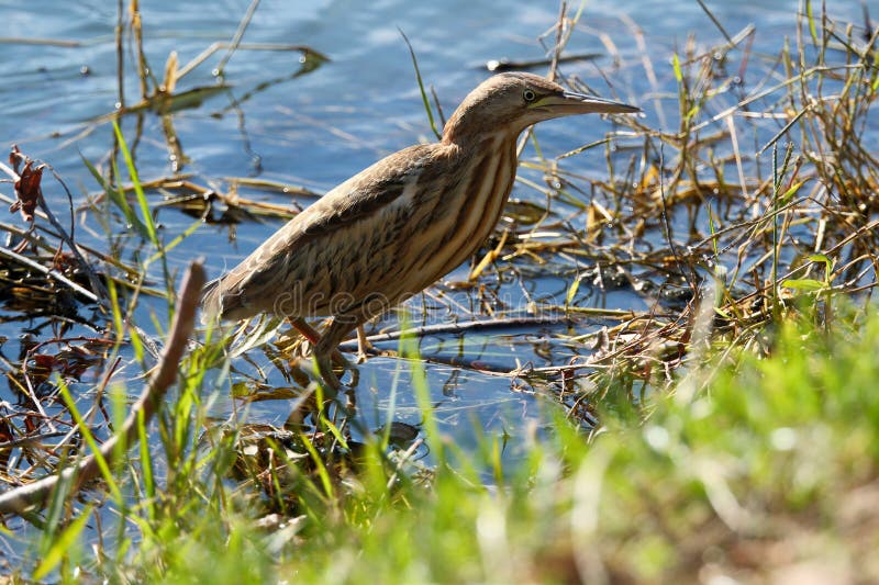 Bittern on the lake. stock image. Image of nature, feather - 346986287