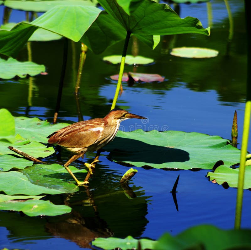 A bittern before prey on stock photo. Image of brown - 61633968