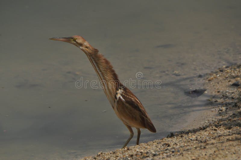 Bittern in Thailand stock image. Image of beautiful, cool - 56382499
