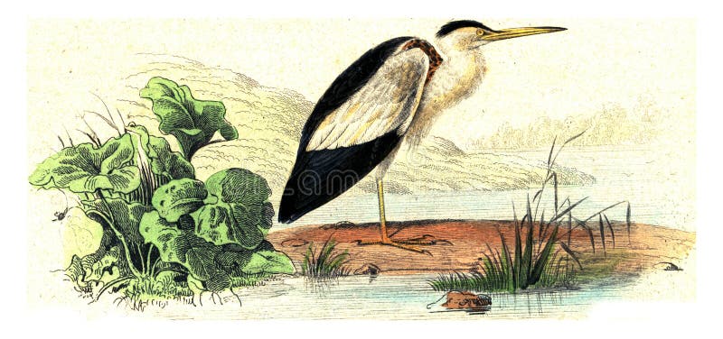 The Bittern, Vintage Engraving Stock Illustration - Illustration of ...