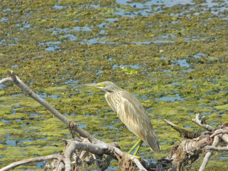 Bird in wild environment stock photo. Image of figure - 82306080
