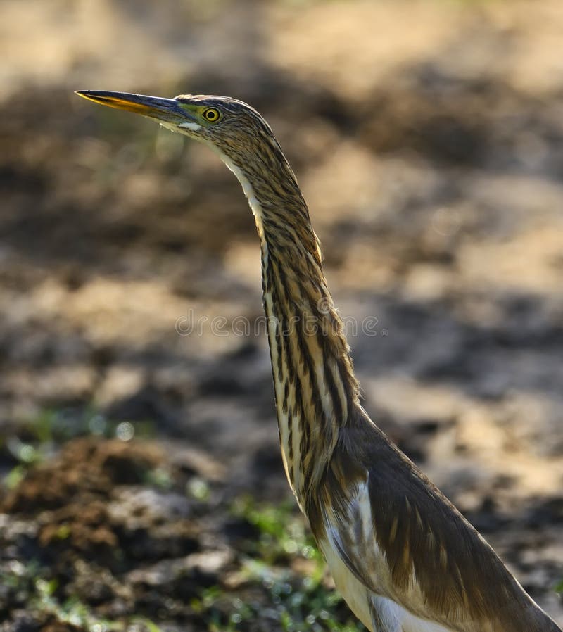 Bittern stock photo. Image of tropics, forest, vilpatu - 48867156