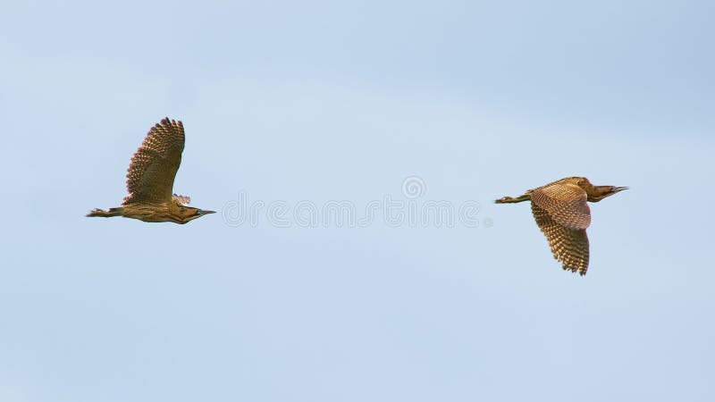 Bitterns - Botaurus Stellaris - Pair in Flight Flying Stock Photo ...