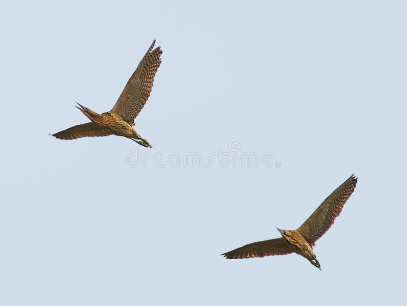 Bitterns - Botaurus Stellaris - Pair in Flight Flying Stock Image ...