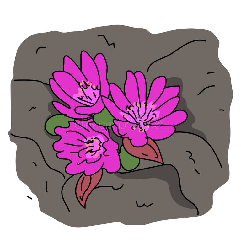 Bitterroot Stock Illustrations – 51 Bitterroot Stock Illustrations ...