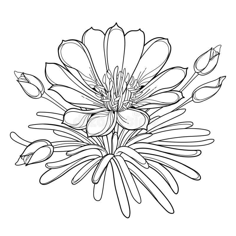 Bunch with Outline Bitterroot or Lewisia Rediviva Flower and Leaves in ...