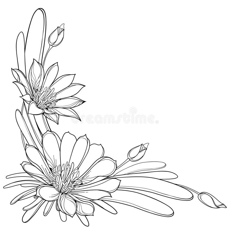 Corner Bouquet with Outline Bitterroot or Lewisia Rediviva Flower and ...