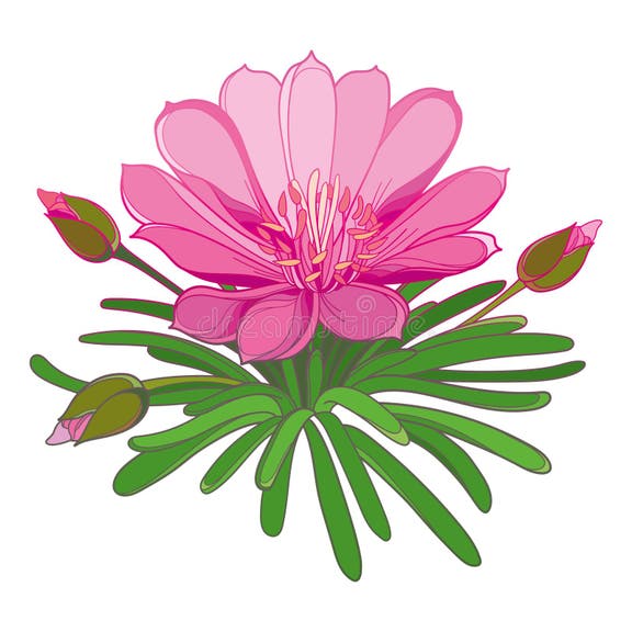 Bunch with Outline Bitterroot or Lewisia Rediviva Flower and Leaves in ...