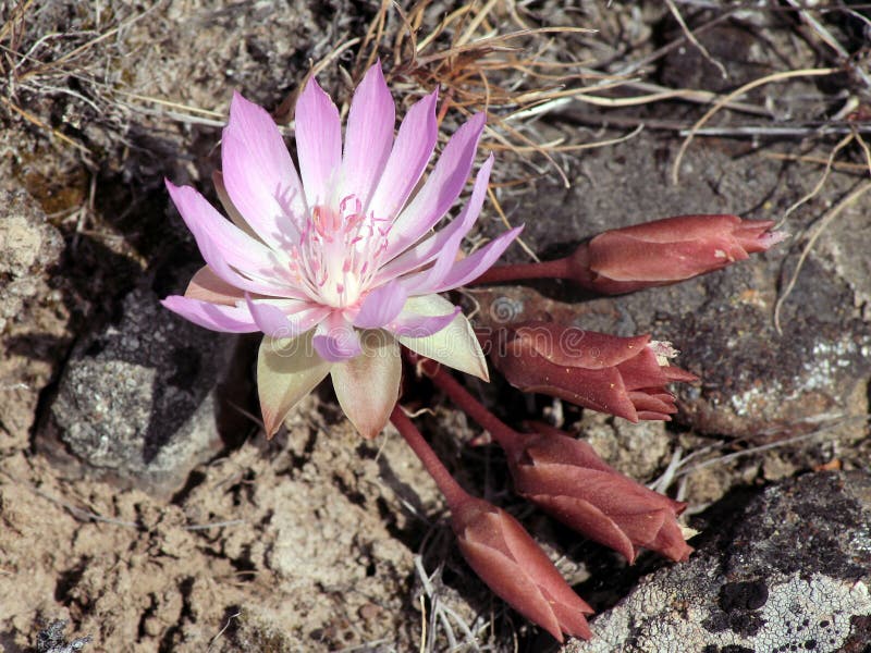 Bitterroot - Lewisia Rediviva Stock Photo - Image of eastern, nature ...