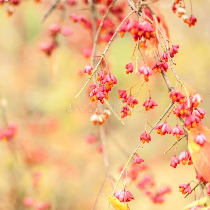 Bittersweet Berries Background Stock Image - Image of defocused, close ...