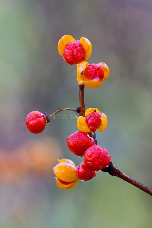 First Dew Covered Bittersweet Berry Opens Wide Stock Image - Image of ...