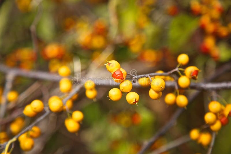 Bittersweet stock image. Image of yellow, bittersweet - 61772445