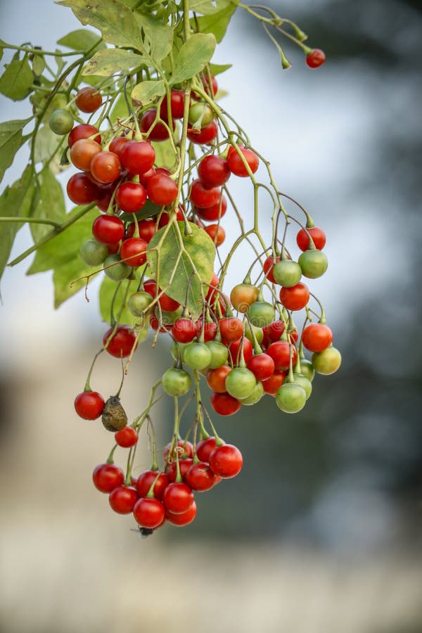 Bittersweet Nightshade Berries Stock Photo - Image of bunch, former ...