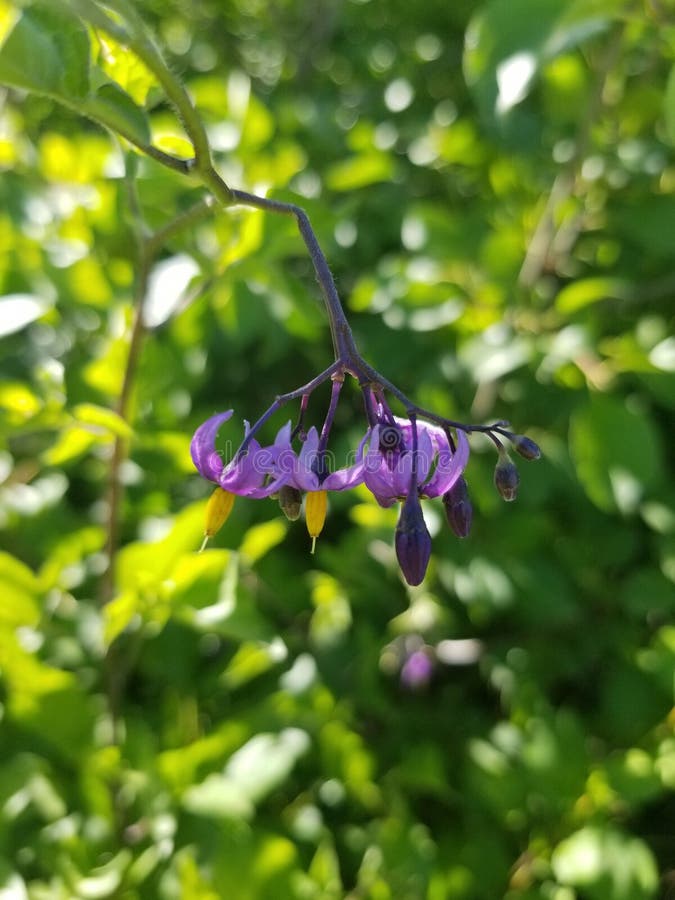 Bittersweet Nightshade Flowers Stock Photo - Image of green, plant ...