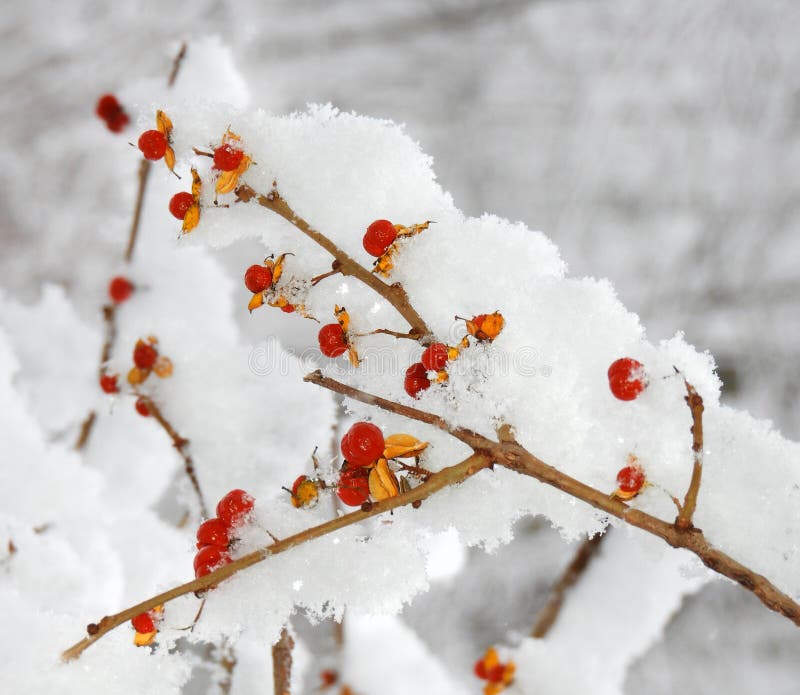 Bittersweet Vine Opened Berries Covered in Snow Stock Photo - Image of ...