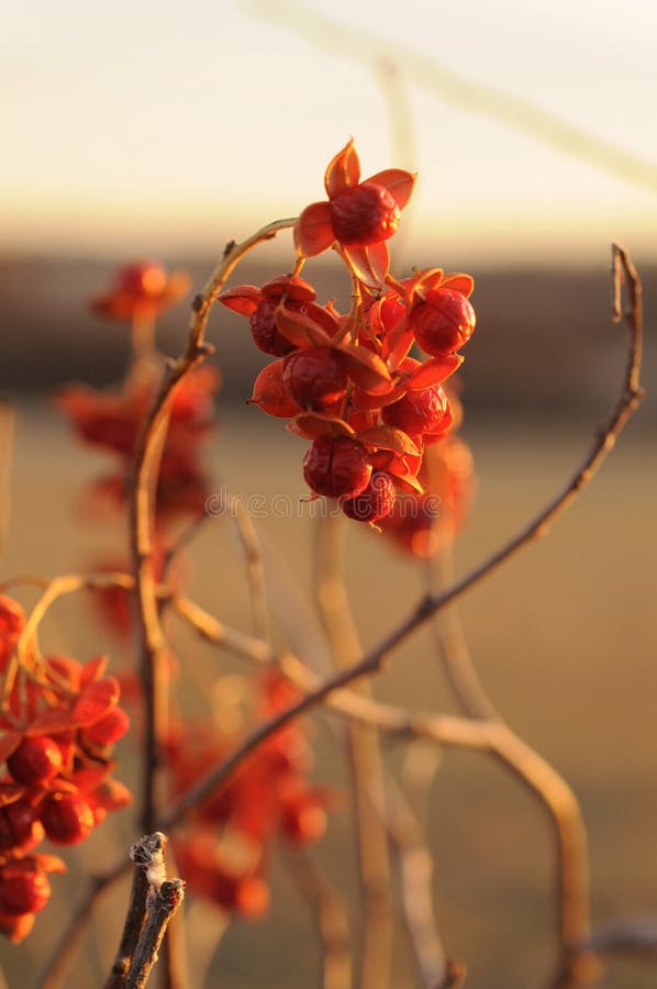 Bittersweet stock image. Image of sweet, bitter, orbiculate - 35828309