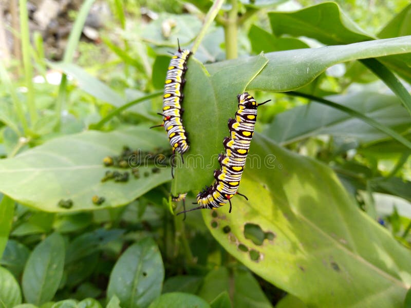 Bittle with lives stock photo. Image of beauty, bittle - 157369792