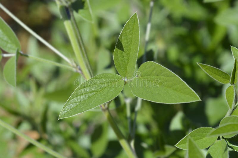 Bitumen trefoil stock image. Image of bituminaria, leaf - 322028751