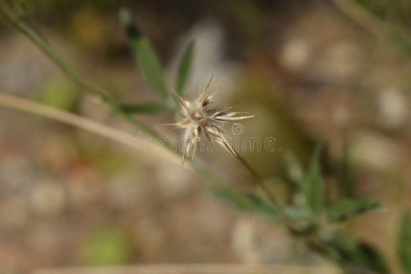 Bitumen trefoil stock image. Image of bitumen, head - 334093397