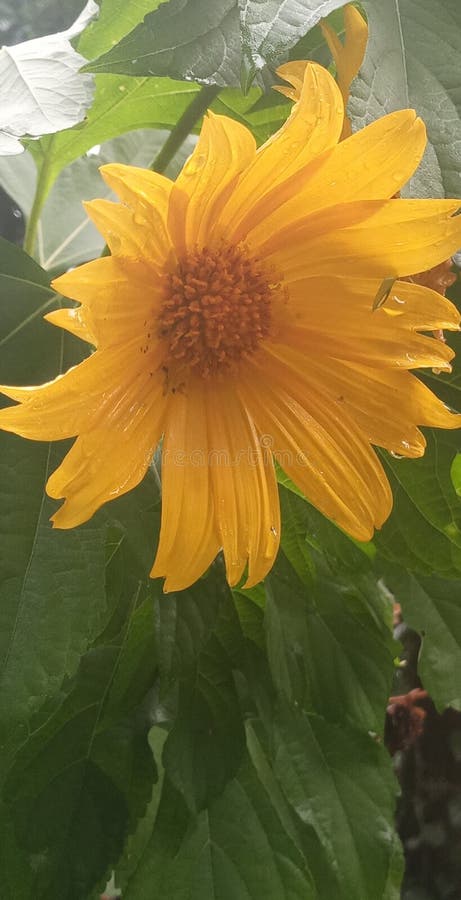 Biuti full flour srilanka stock photo. Image of full - 371234594