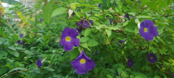 Biutiful Flower Yung Fire Live Stock Photo - Image of fire, live: 267409118