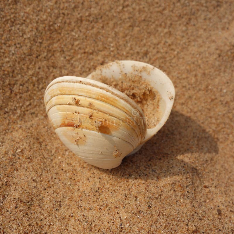 Bivalve Seashell from Bivalve Mollusk Mollusca Held in Left Hand on ...