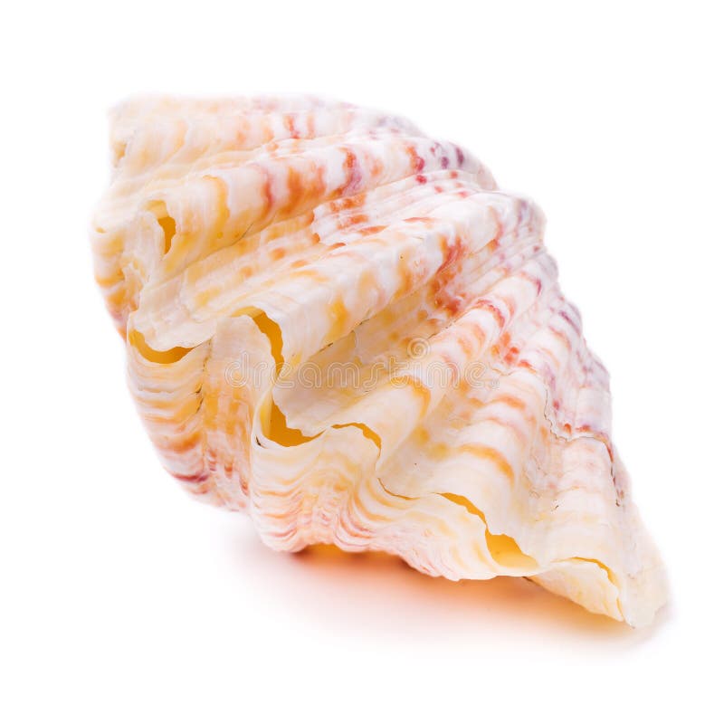 Bivalve Seashell Held in Left Hand of Adult Man Like an Eyes and Nose ...