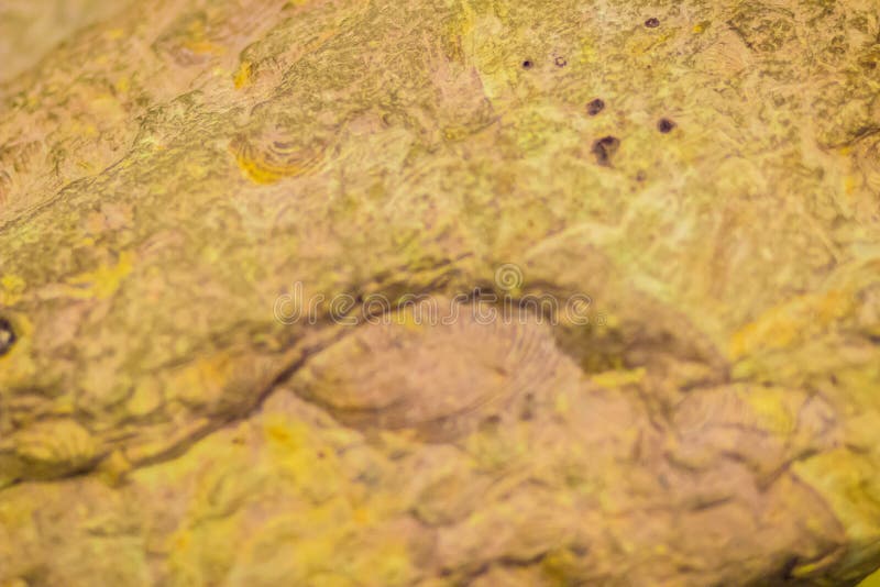 Bivalve Shell Fossil from Mining Industry. Ancient Mollusk Shell Stock ...