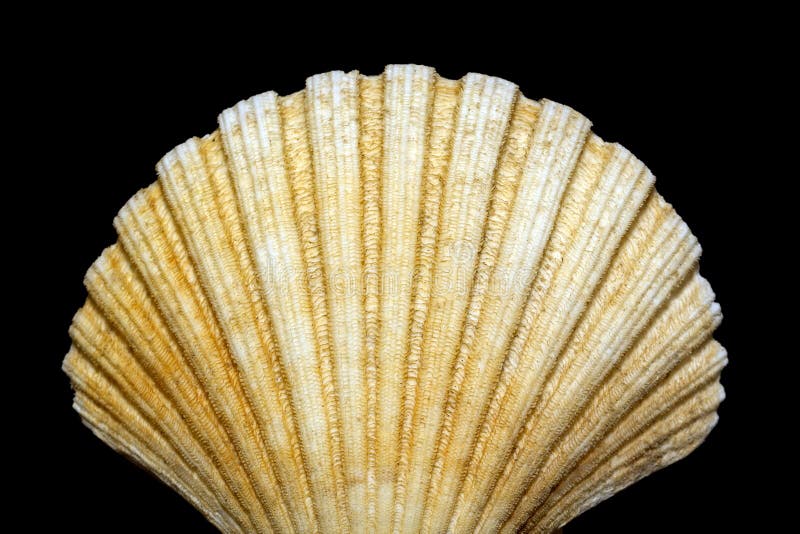 Isolated Great Skeleton of Sea Shell Violet Echinoidea Stock Image ...