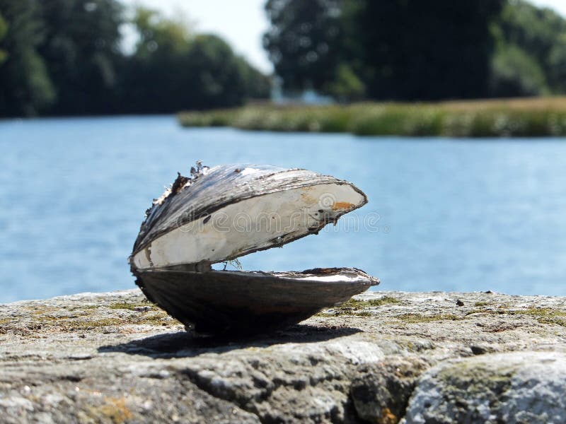 A Bivalve Shell Lies on the Sand Near a Pile of Dry Reeds Stock Photo ...