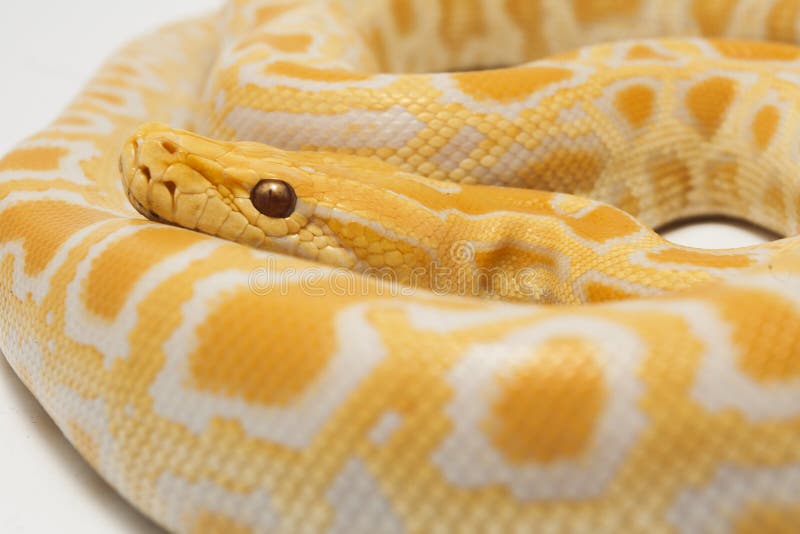 Bivittatus Do Molurus De Albino Burmese Python Python Imagem de Stock ...