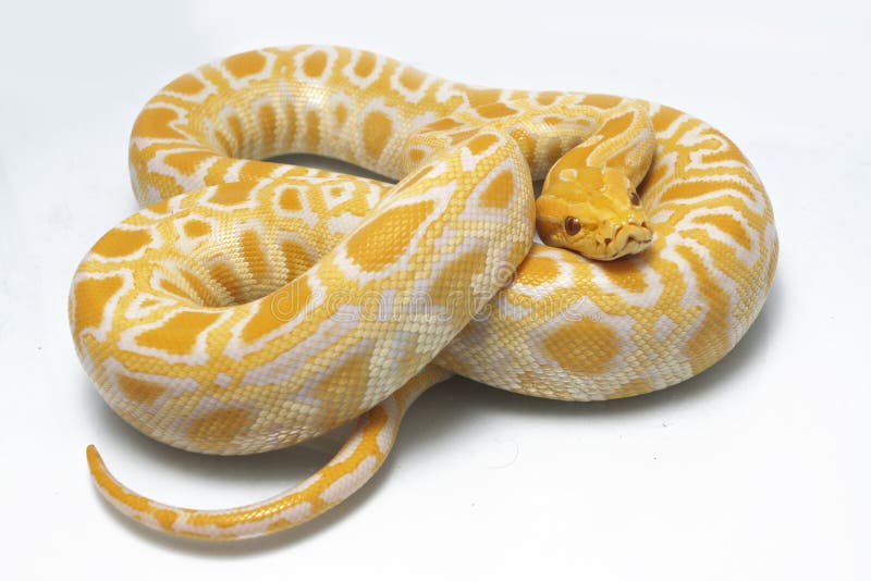 Bivittatus Do Molurus De Albino Burmese Python Python Foto de Stock ...