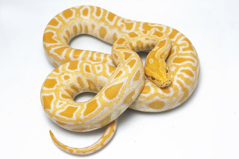 Bivittatus Do Molurus De Albino Burmese Python Python Foto de Stock ...