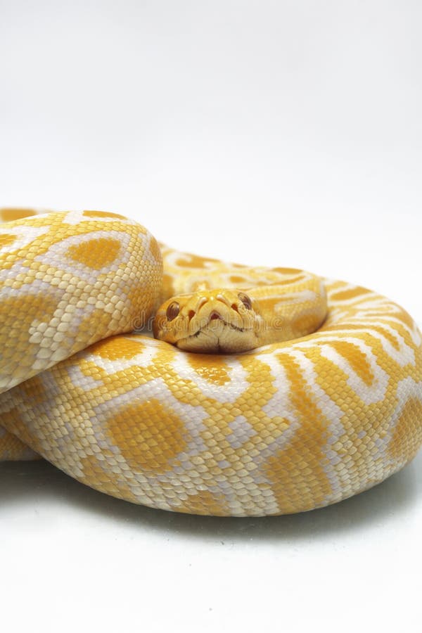 Bivittatus Do Molurus De Albino Burmese Python Python Imagem de Stock ...
