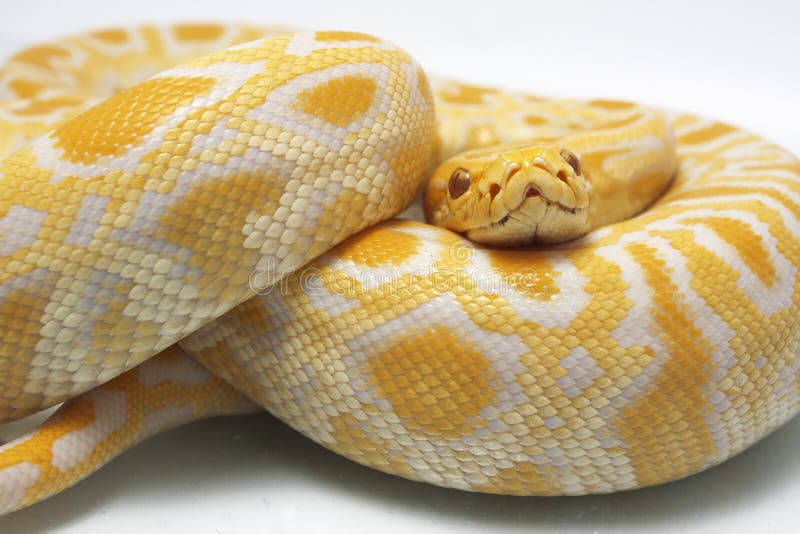 Bivittatus Do Molurus De Albino Burmese Python Python Imagem de Stock ...