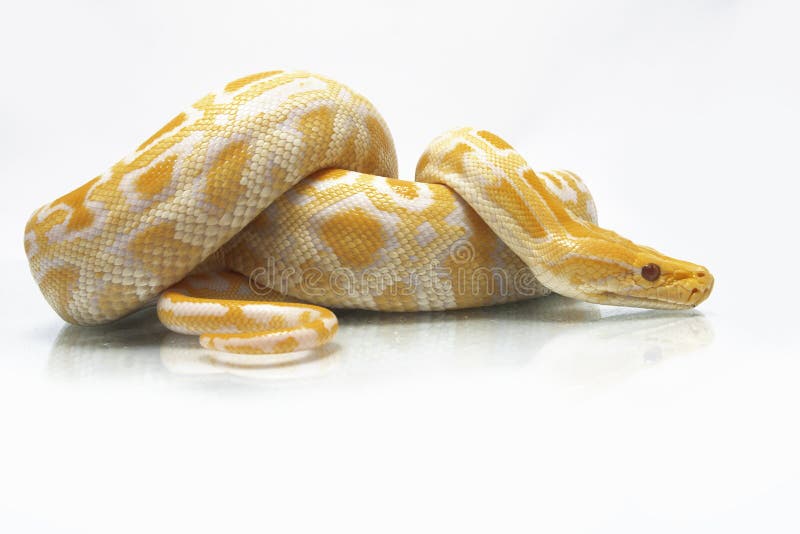 Bivittatus Do Molurus De Albino Burmese Python Python Foto de Stock ...
