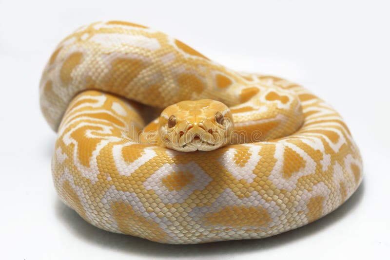 Bivittatus Do Molurus De Albino Burmese Python Python Foto de Stock ...