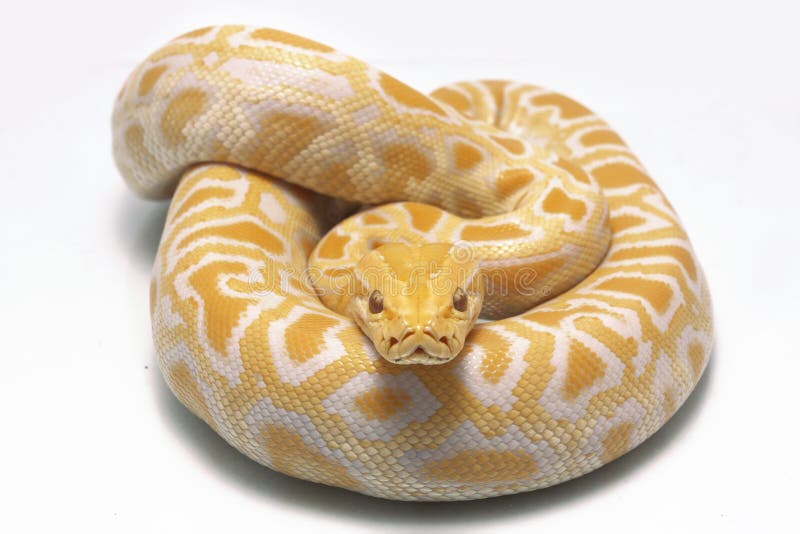 Bivittatus Do Molurus De Albino Burmese Python Python Imagem de Stock ...