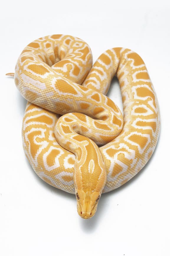 Bivittatus Do Molurus De Albino Burmese Python Python Imagem de Stock ...