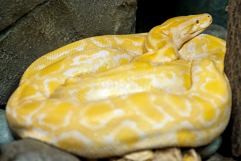 Bivittatus Do Molurus De Albino Burmese Python Python Serpente Amarela ...