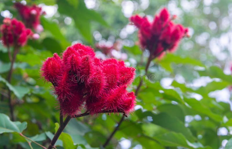 462 Flower Annatto Tree Stock Photos - Free & Royalty-Free Stock Photos ...