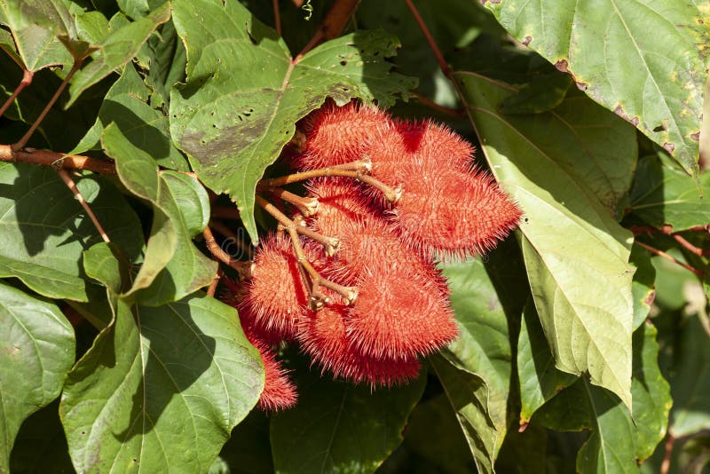 Bixa Orellana - Annatto Bush Loaded and Ready for Harvest Stock Image ...