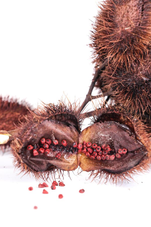 Bixa Orellana White Background in Studio Stock Image - Image of monkey ...